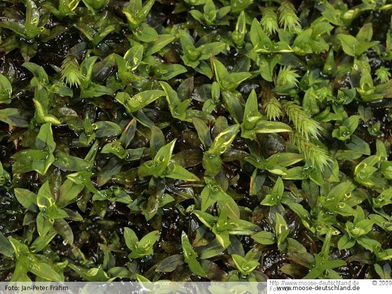 Verbreitung Hyophila involuta (Hook.) A.Jaeger | Mezzanine